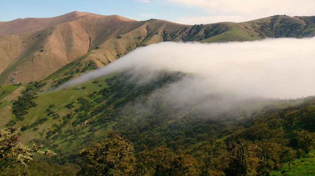 Los bosques en Perú: una fuente de vida y beneficios para todos ...